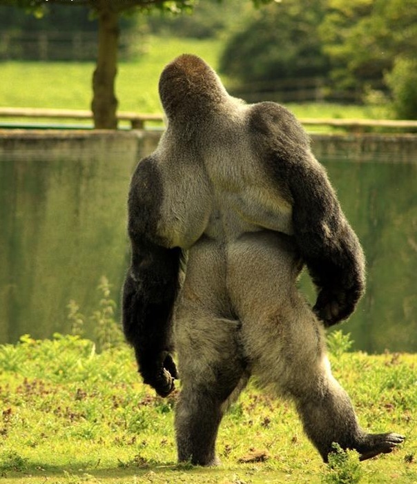 영장류 최강의 생명체.jpg - 인스티즈(instiz) 이슈 카테고리