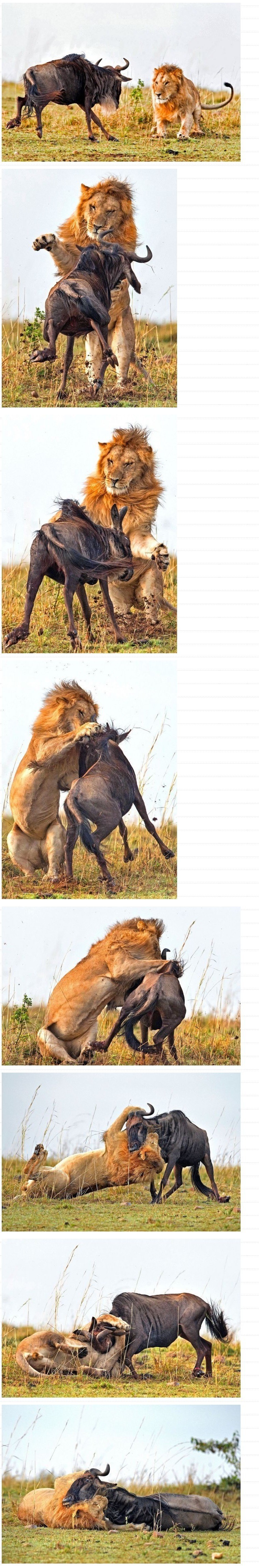 랭킹3위 하마 사냥하는 정글의왕 사자.swf - 인스티즈(instiz) 인티영상 (종료) 카테고리