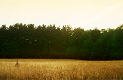 영화 킹 오브 썸머 (The Kings of Summer, 2013) - 인스티즈(instiz) 인티영상 (종료) 카테고리